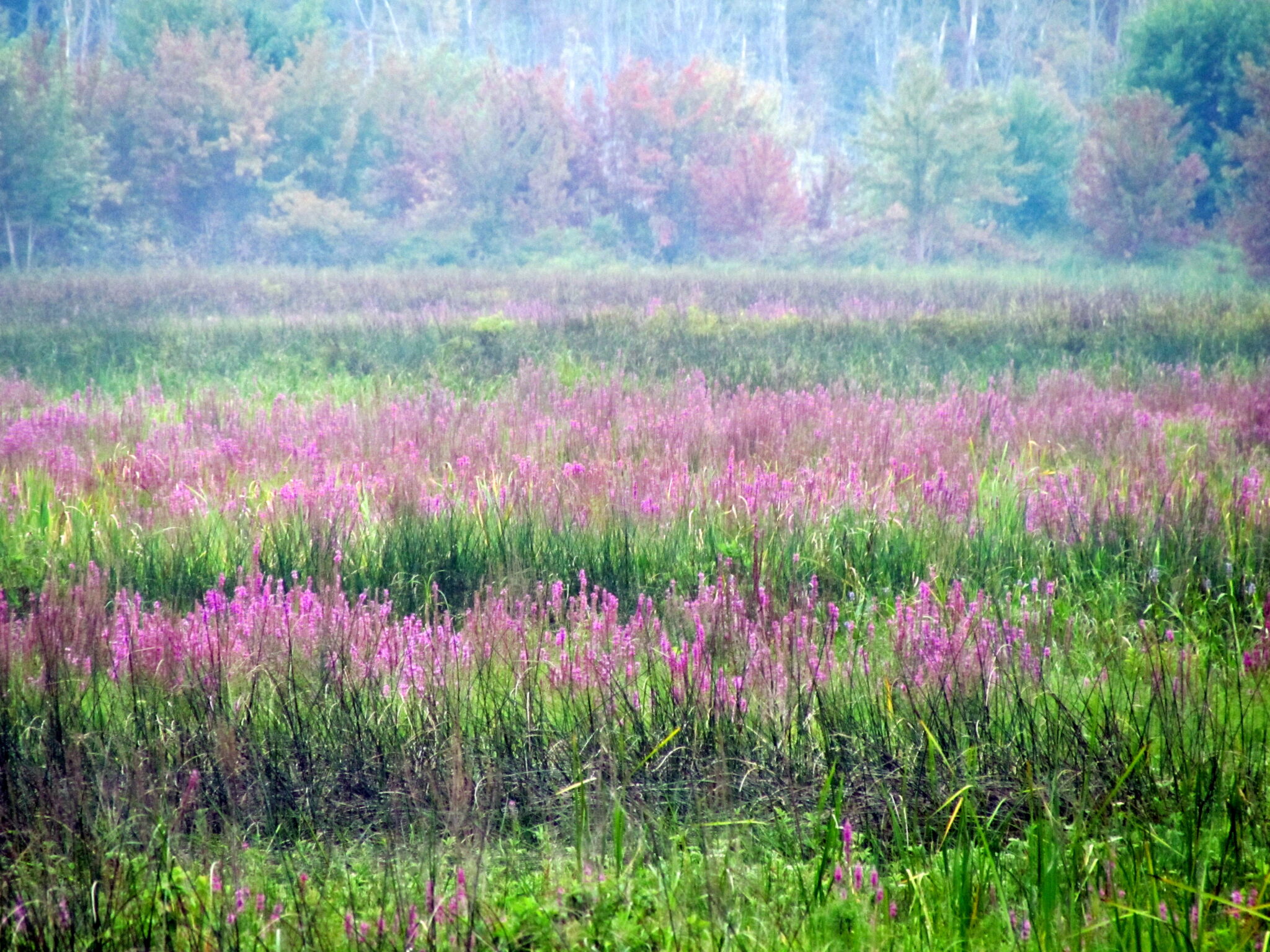 Invasive Species & Climate Change | Adirondack Mountain Club