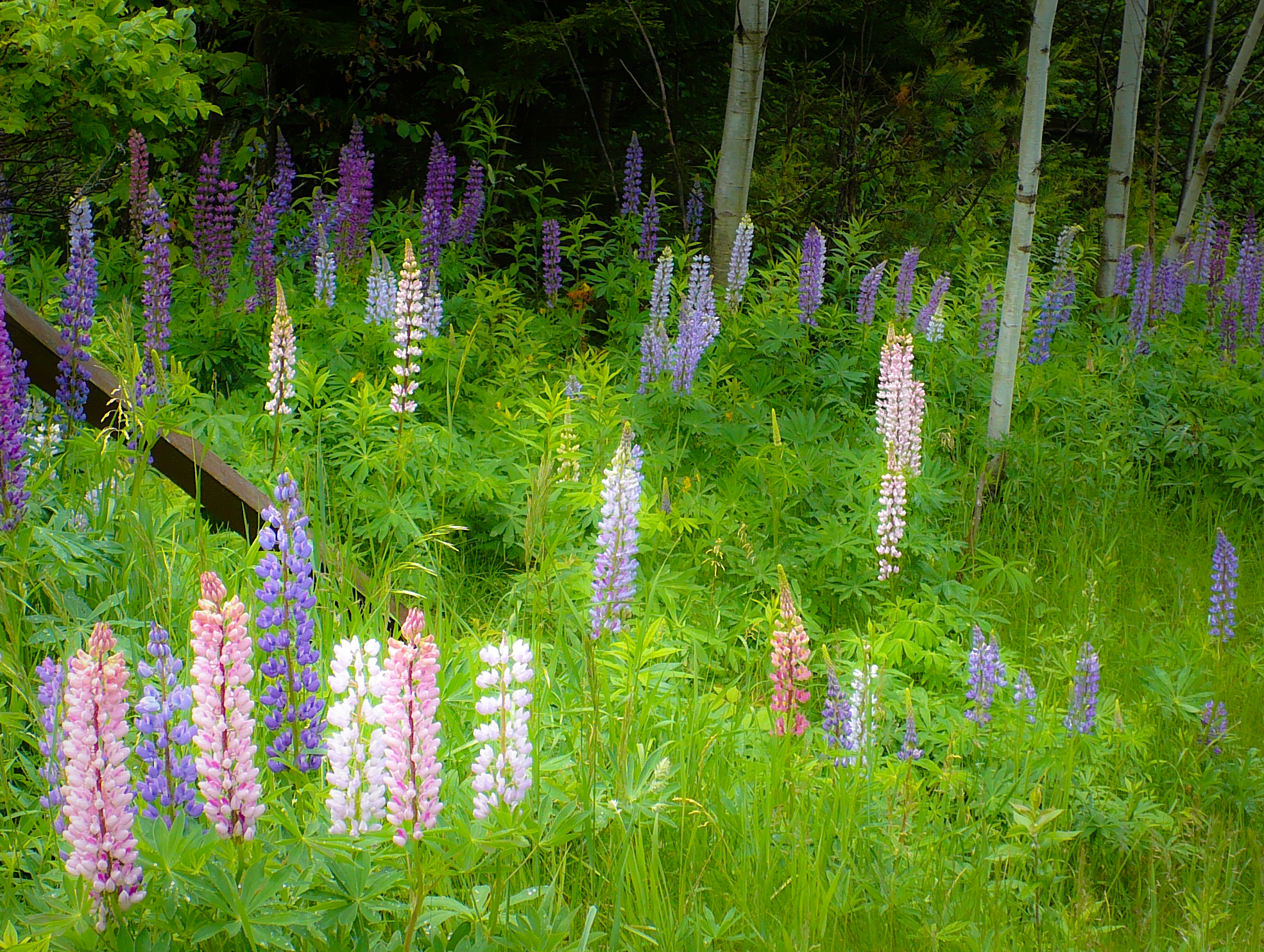 Invasive Species & Climate Change | Adirondack Mountain Club