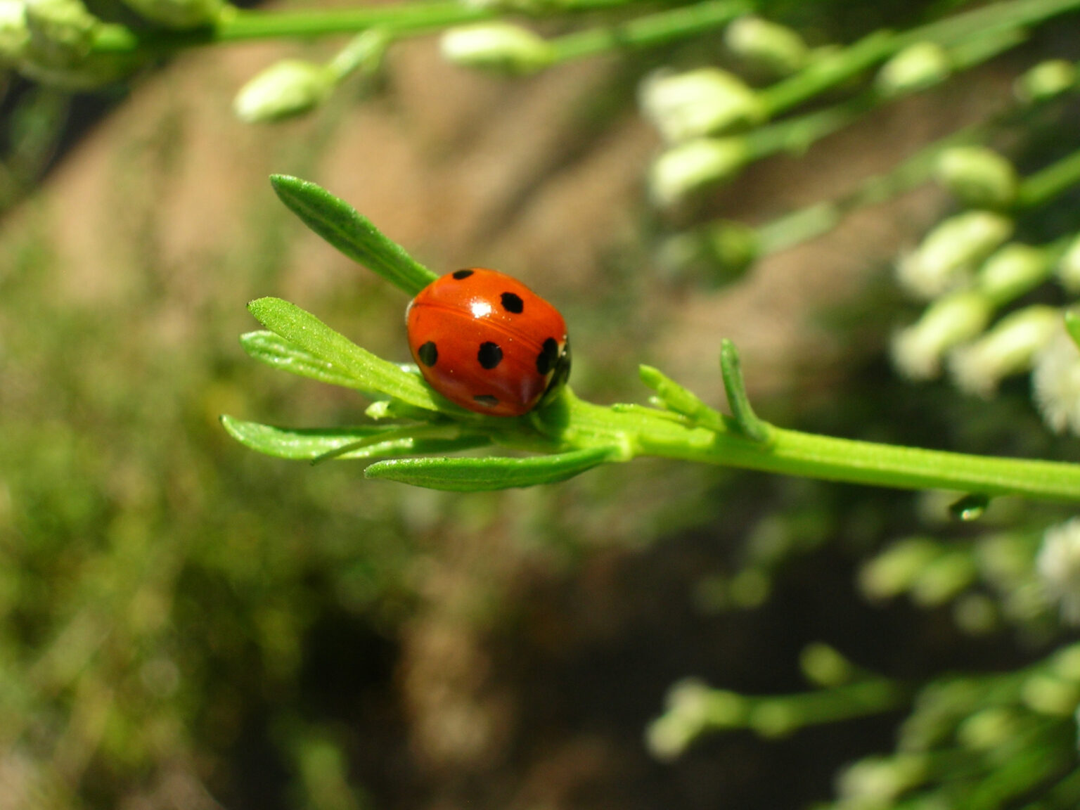 Invasive Species & Climate Change | Adirondack Mountain Club