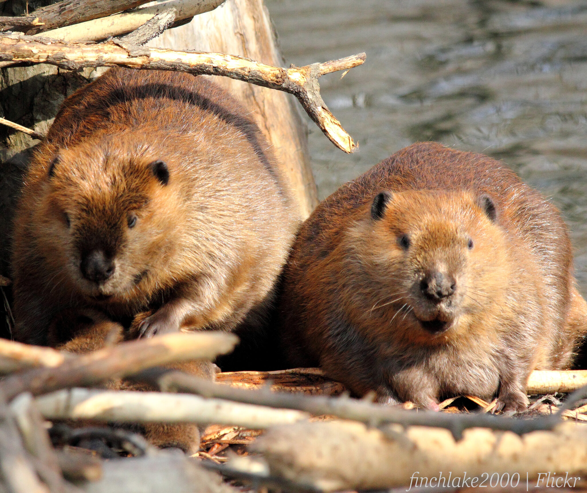 Beavers & Climate Change | Adirondack Mountain Club