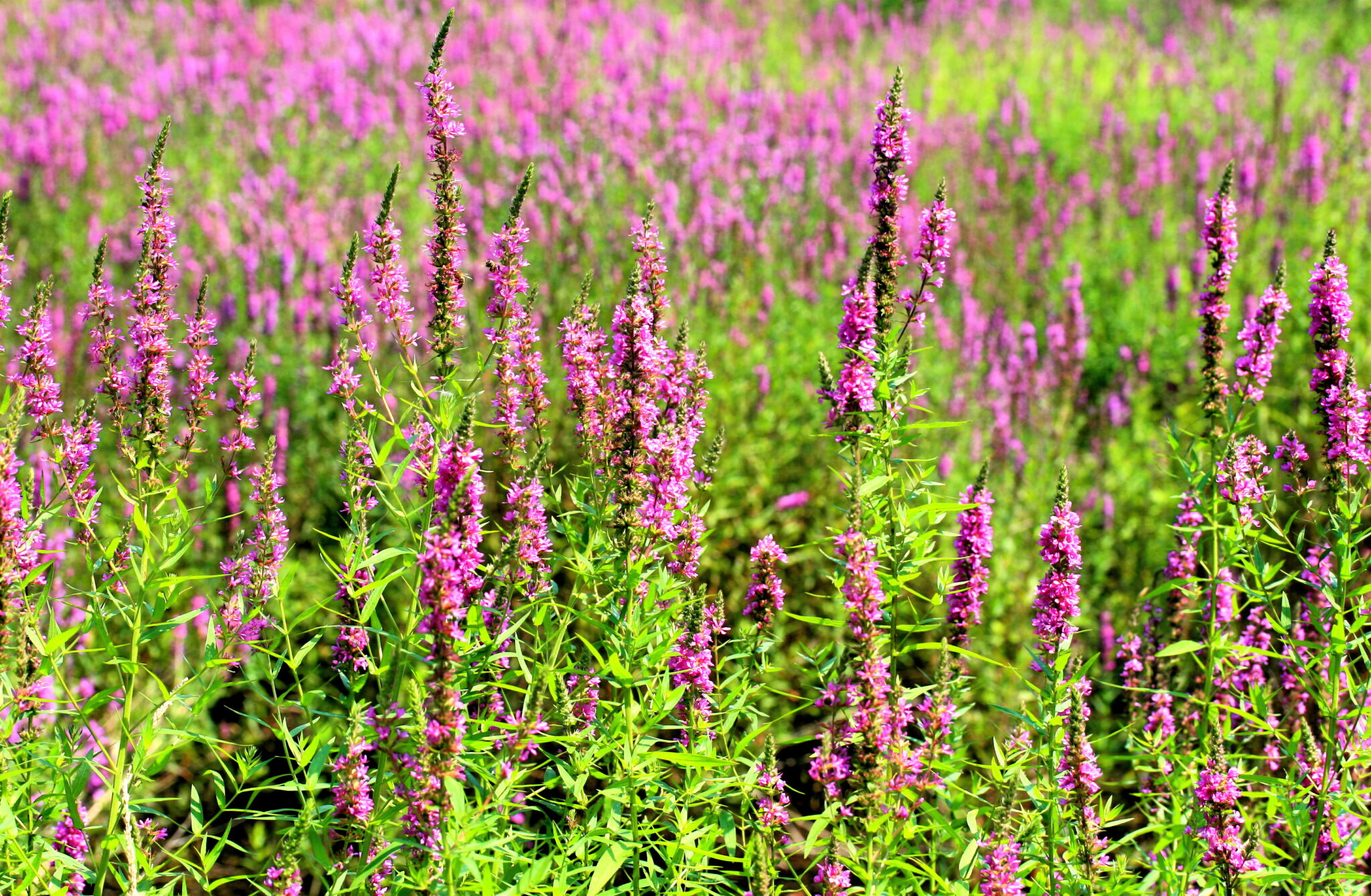 Invasive Species & Climate Change | Adirondack Mountain Club