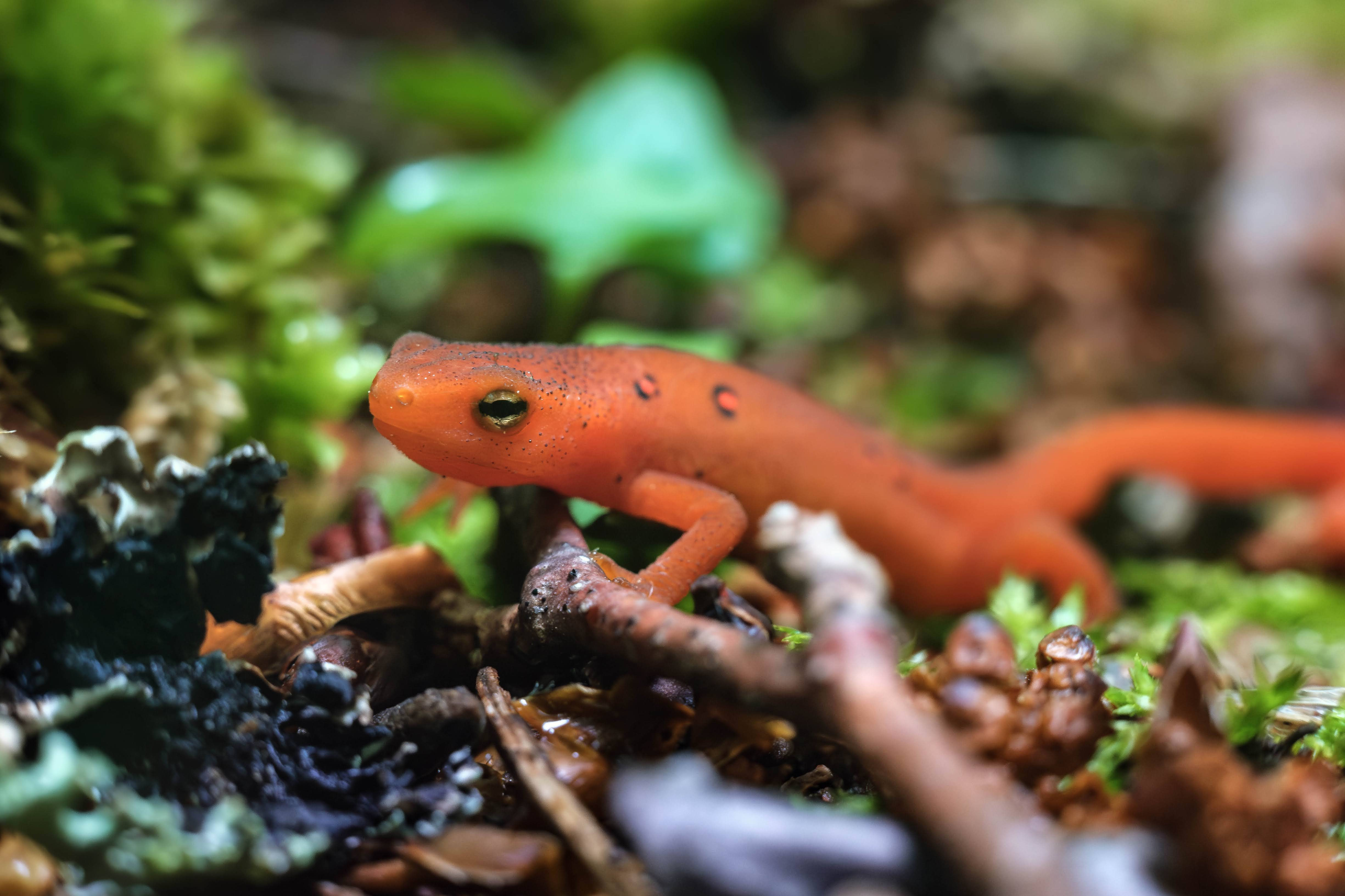 Slimy Spring Critters: All About Amphibians! | Adirondack Mountain Club